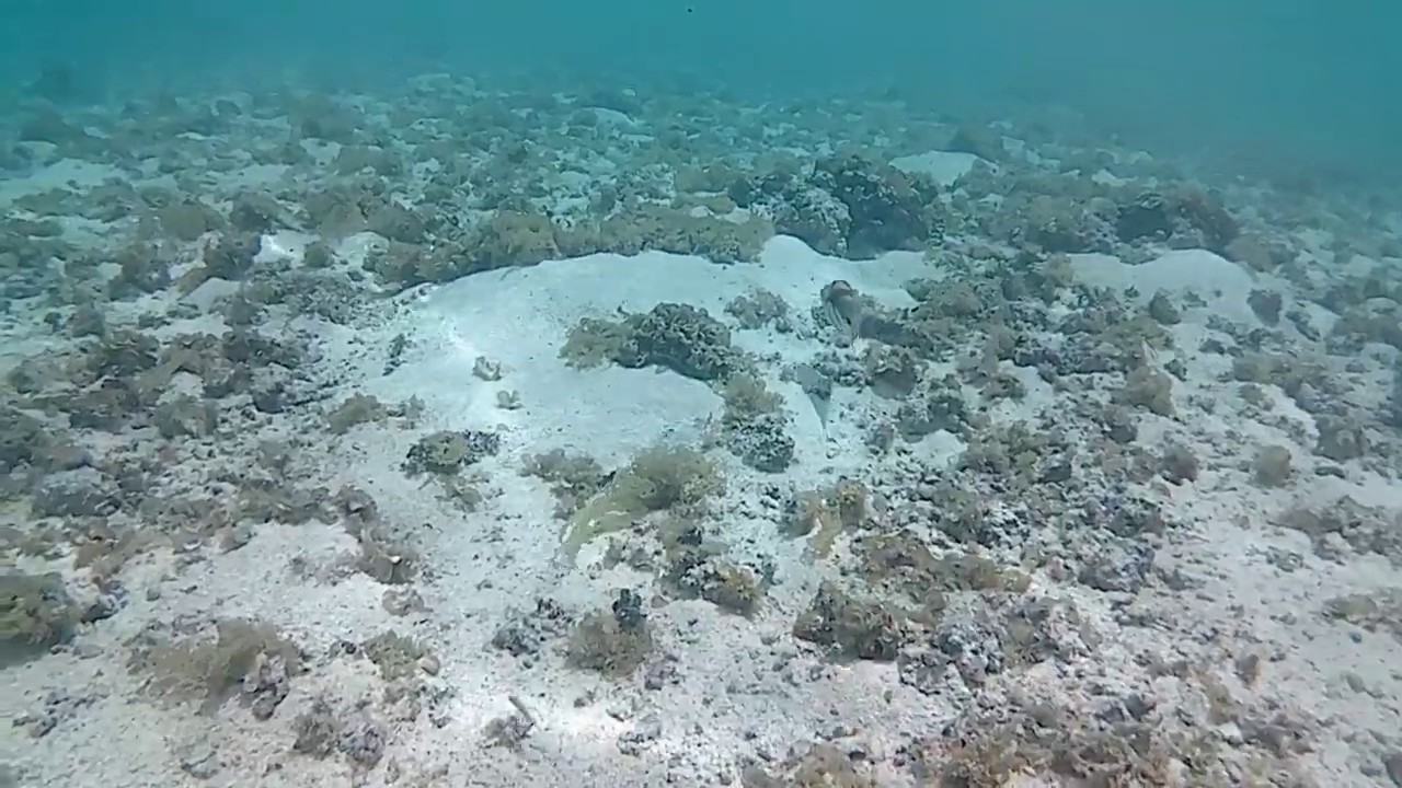 Polynésie - Moorea - Poisson baliste - YouTube