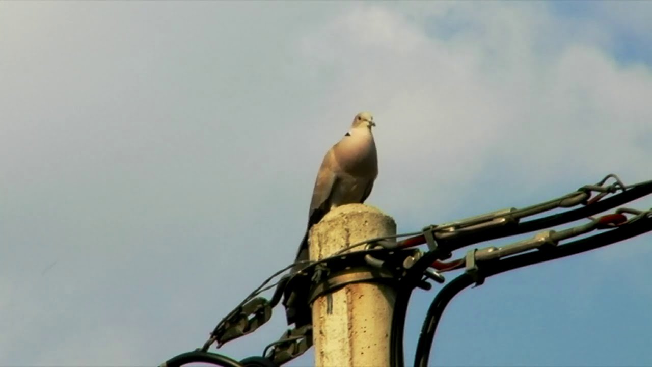Singing Bird|Singing|Dove - YouTube