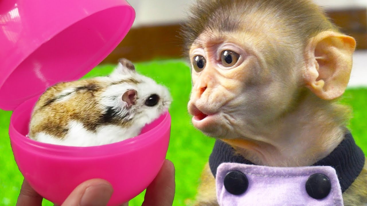 Cute Bi Bon VS Thief Crocodile Saving Hamster - YouTube