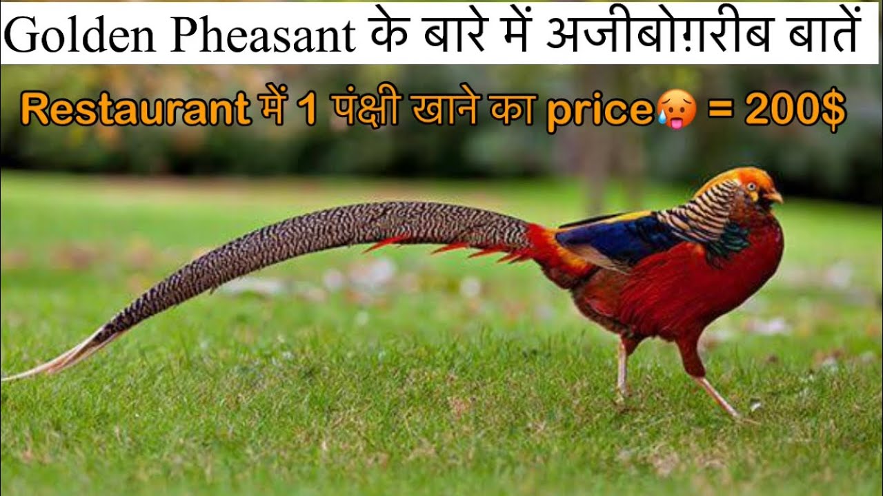 Cinnamon Golden Pheasant