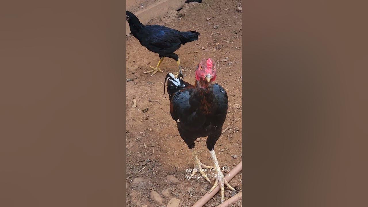 Mus Saib Qaib - YouTube