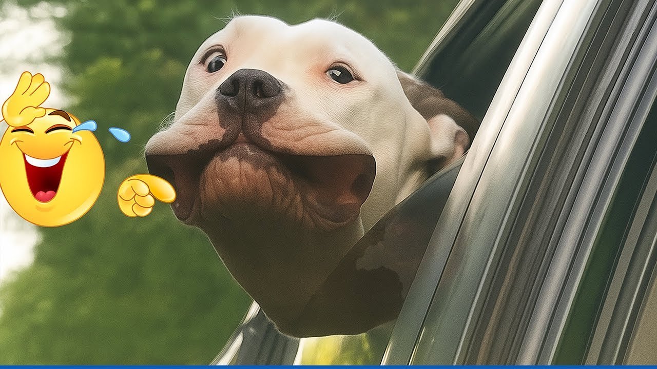 You Will Die Laughing At These DOGS 🤣🐶 Today’s FUNNIEST DOG Viral Clips ...