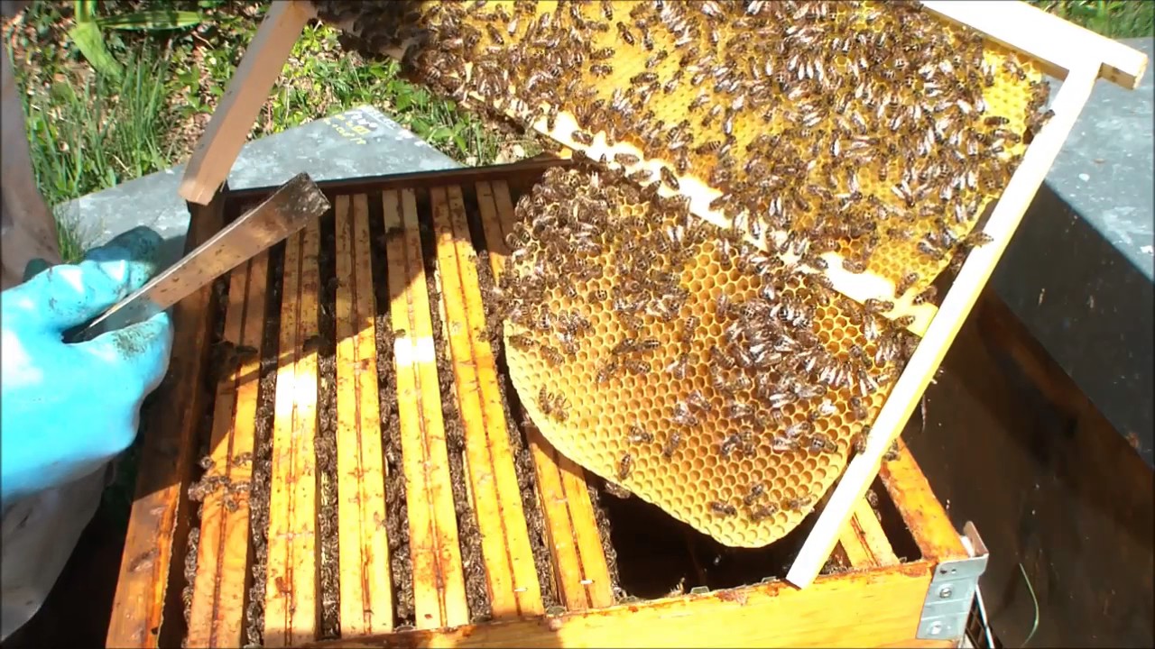 Piégeage du varroa dans le couvain de mâles. - YouTube