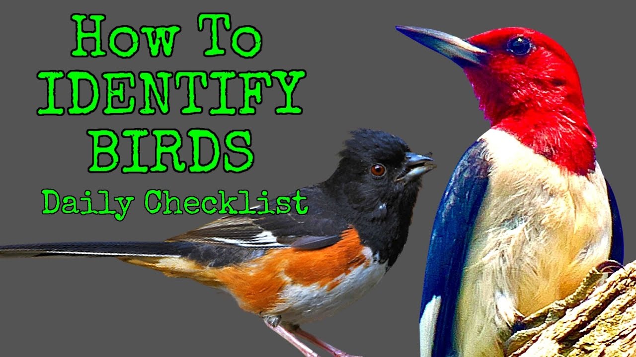 HOW TO IDENTIFY BIRDS NOW !! [ Backyard Bird Feeder Tips ] Daily ...