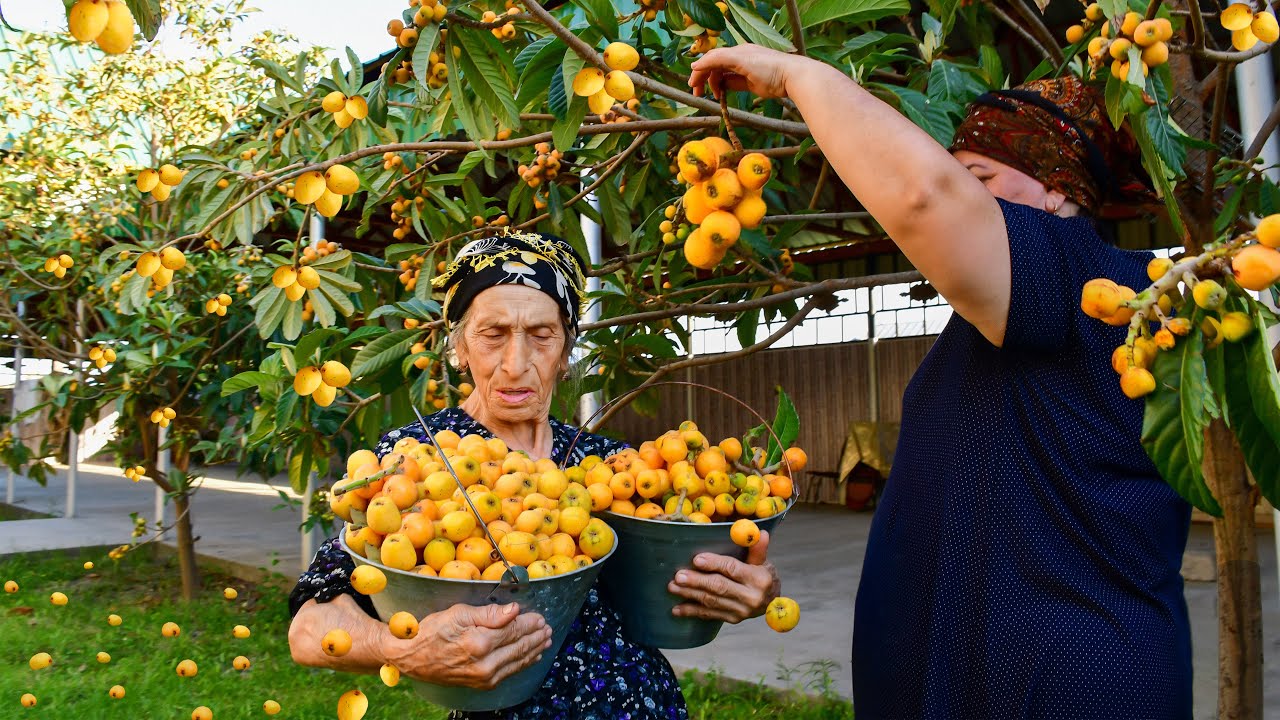 1000 JAPANESE PLUMS! Harvesting Loquats and Making Compote - YouTube