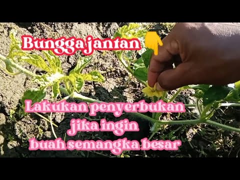 Cara penyerbukan bunga semangka agar berbuah besar - YouTube