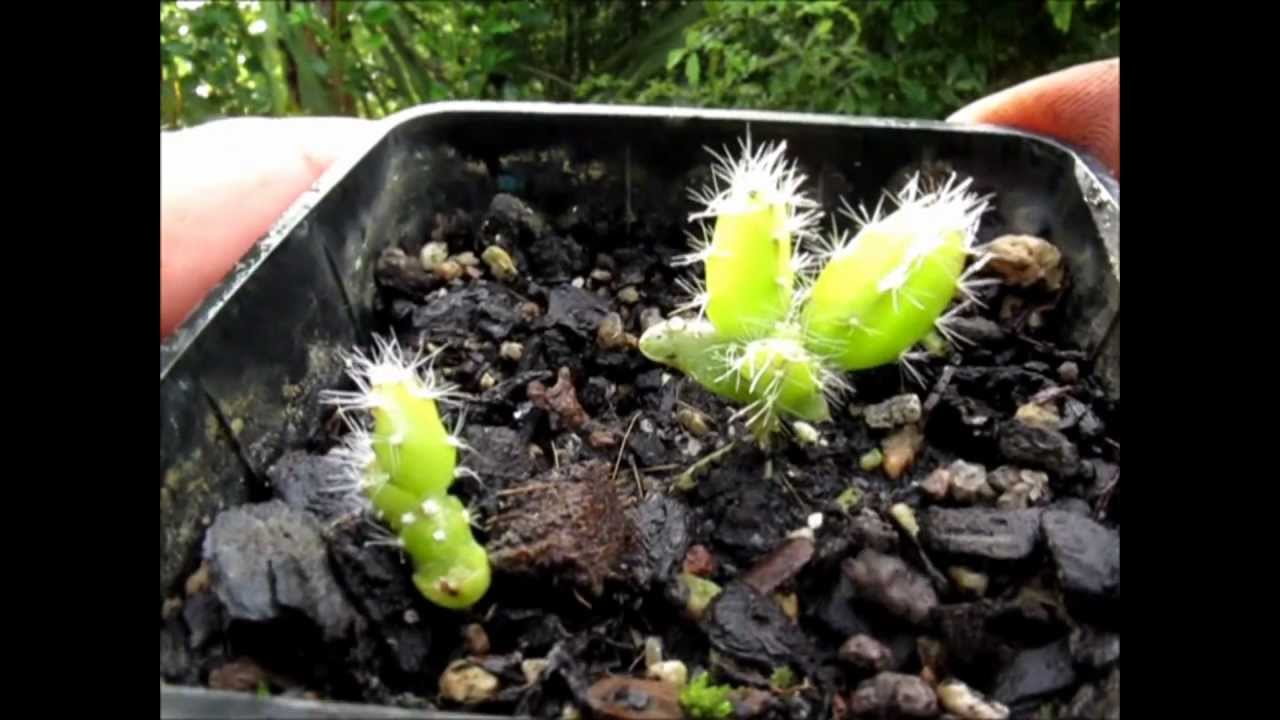 Prickly Pear Seedling