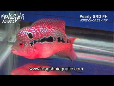Pearly Super Red Dragon flowerhorn 4.75inches item# SRDCKOAE2 www ...
