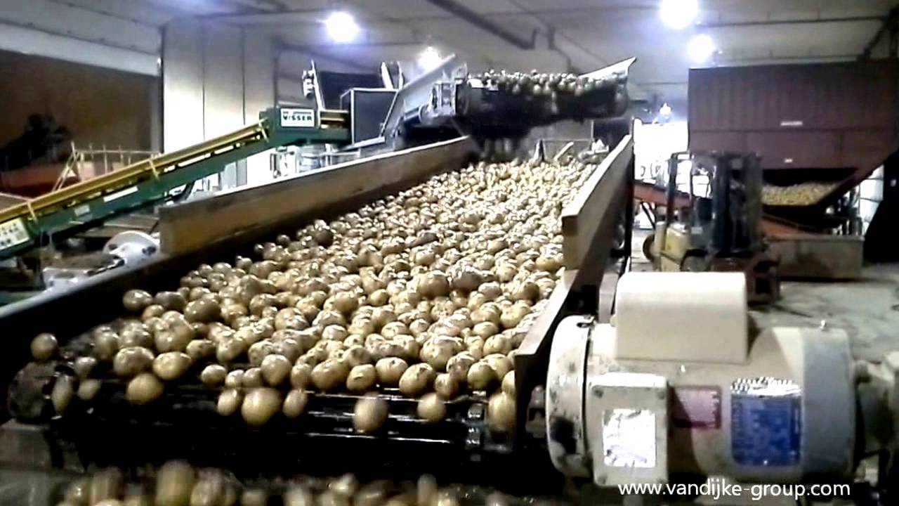 Destoning and Washing potatoes, drumwasher - YouTube