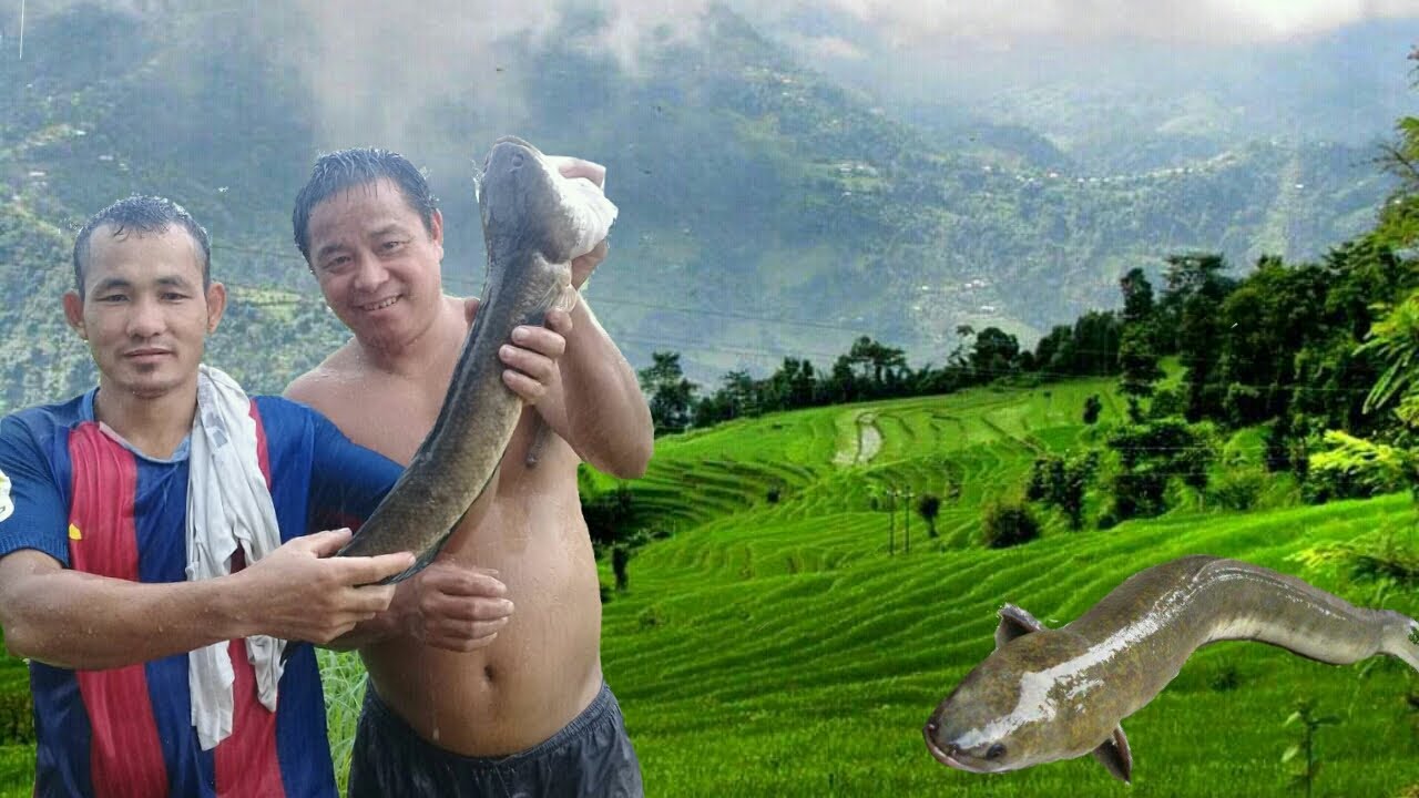 Traditional Fishing in Nepal || Local Fish Catch Boy || Traditional ...