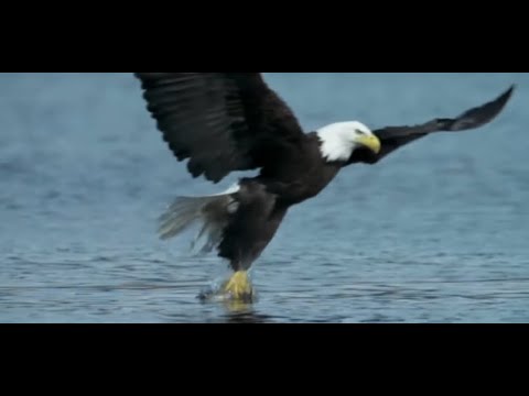 The Most Amazing Eagle Attacks Ever Caught।The Most Amazing Eagle Attacks Ever Caught on - YouTube