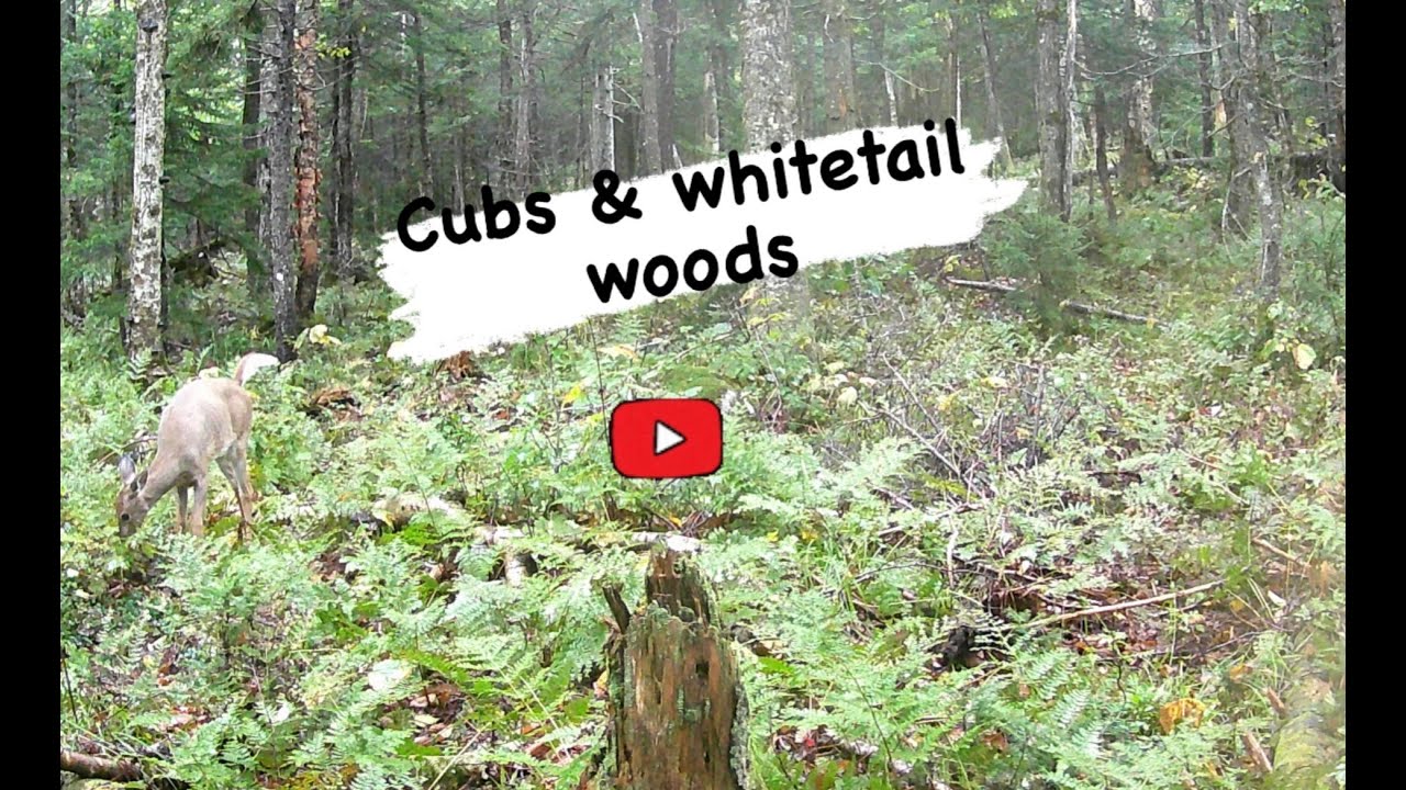 Hunting with my bow while encountering black bears and spawning brooks - YouTube