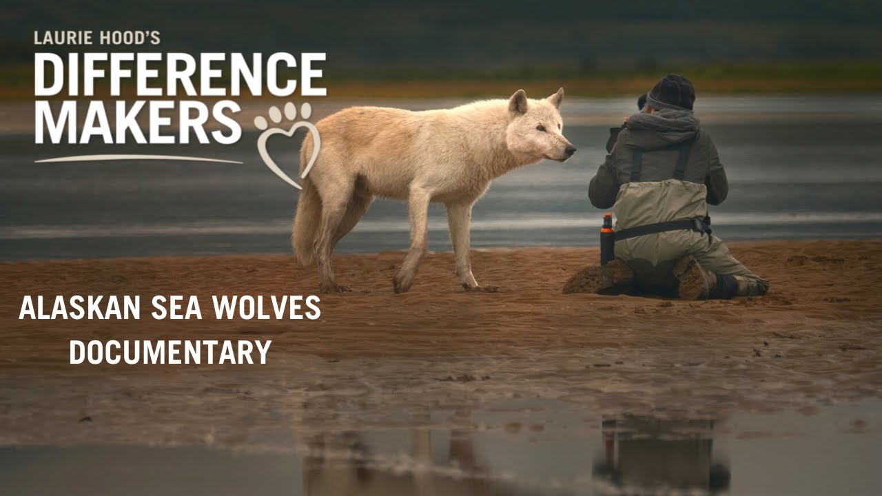 S2 Ep7: Gaining Trust from an Alaskan Sea Wolf — An Update on "Dark ...