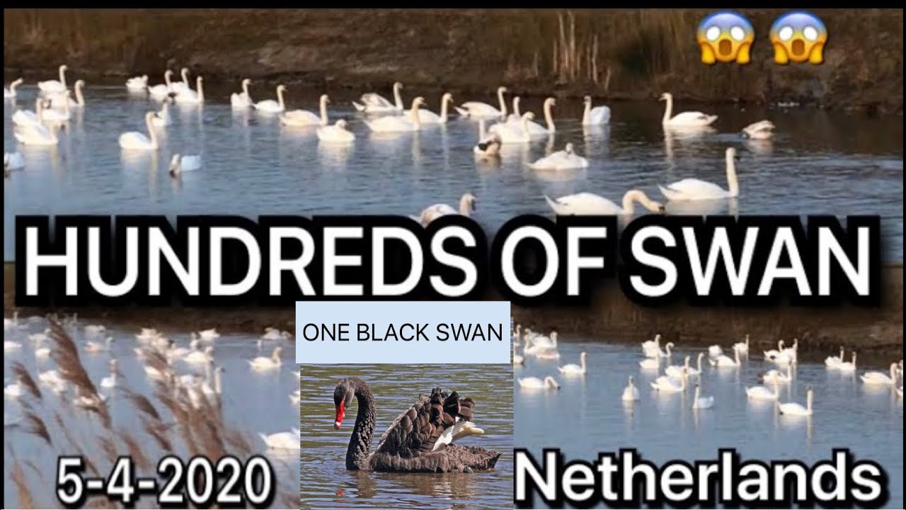 HUNDREDS OF SWAN IN NETHERLANDS VERY RARE/FILIPINA BISAYA NETHERLAND ...
