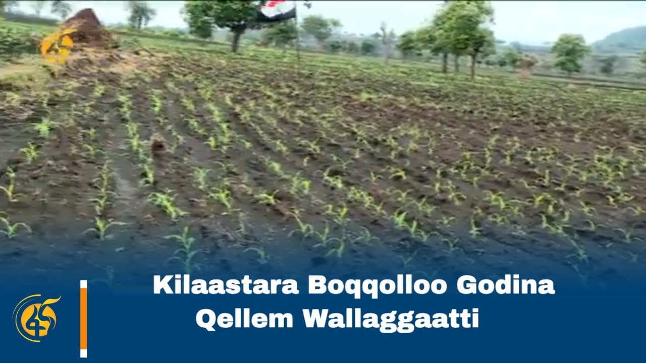 Kilaastara Boqqolloo Godina Qellem Wallaggaatti - YouTube