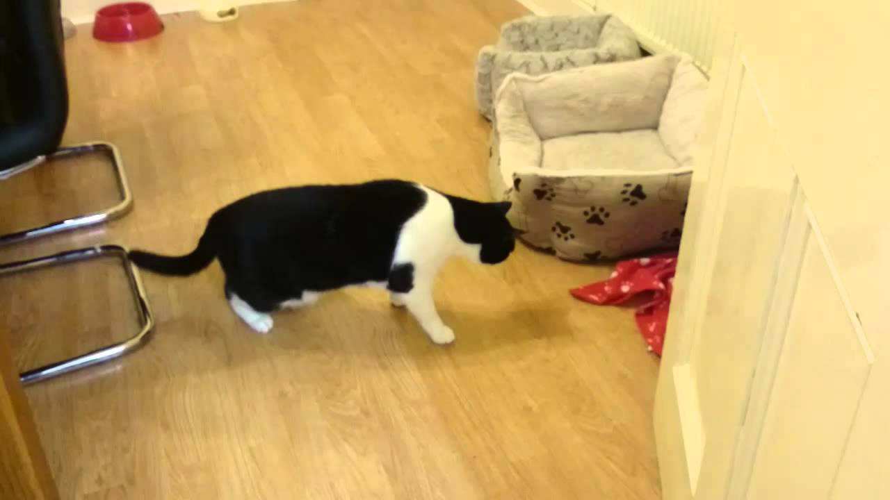 My cat Crash: Crashing - YouTube