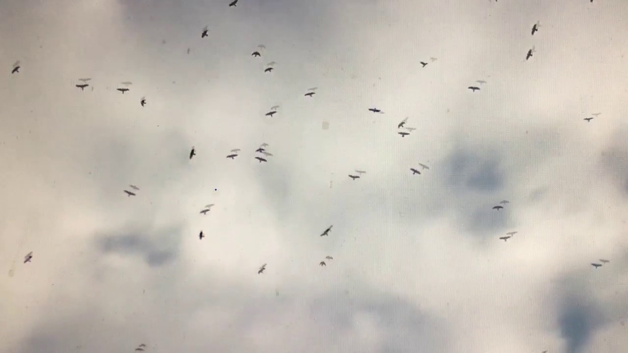 The broken winged crows and her sorrowful eyes. - YouTube