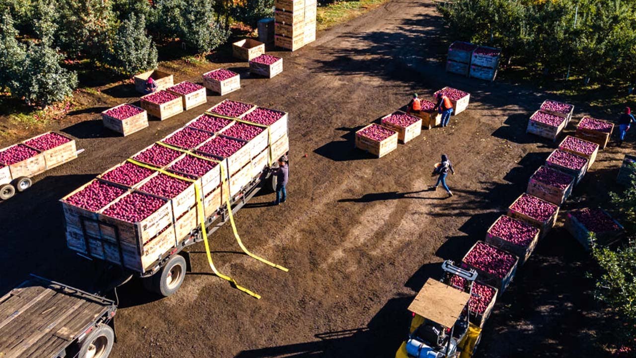 How Do American Farmers Produce 9,9 Billion Pounds Of Apples - American ...