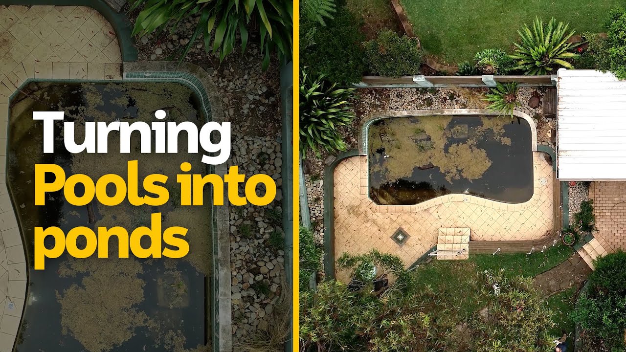 Turning your old backyard pool into a wildlife watering hole | Amazing ...