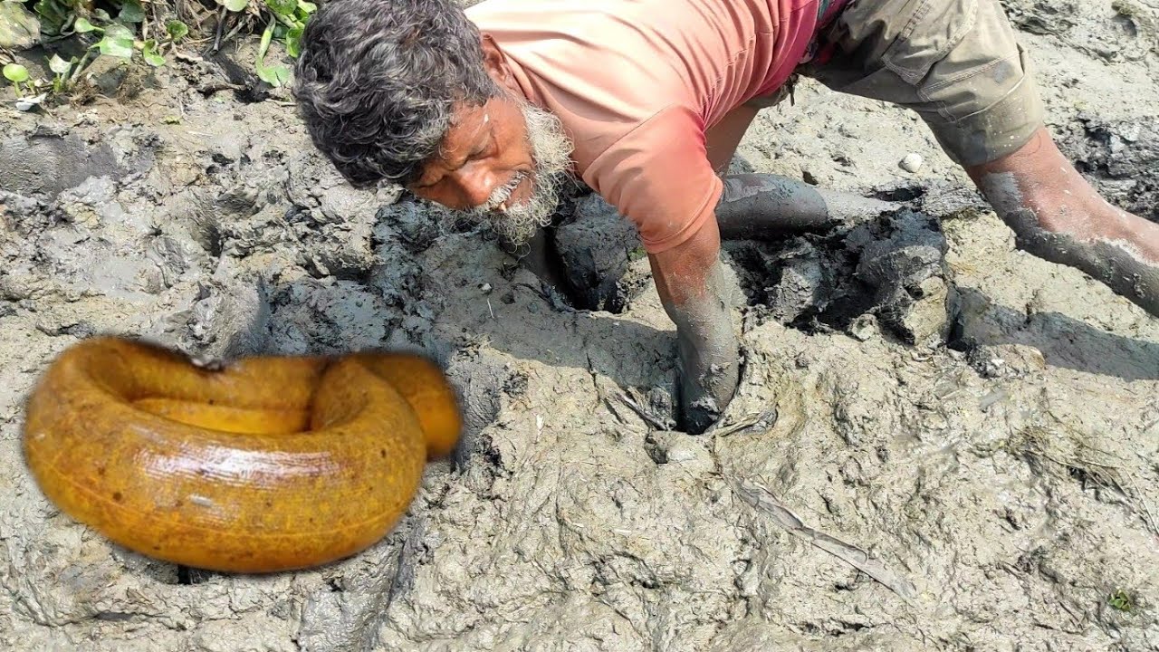 Best Primitive Cooking Catching Eel Fish💖Catching Yellow Monster Eel ...