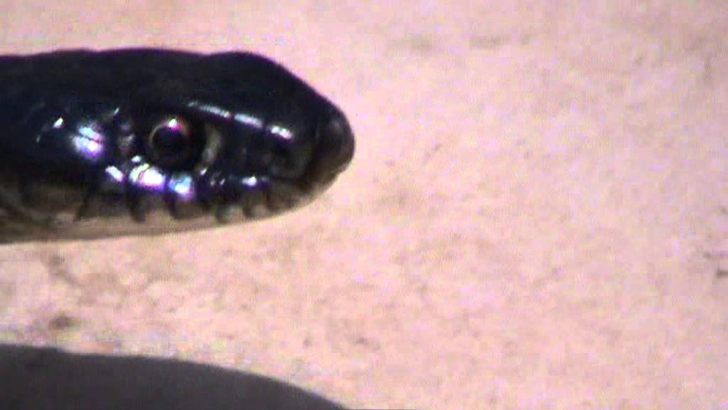 BISCIA NERA (pignola Pz) - YouTube