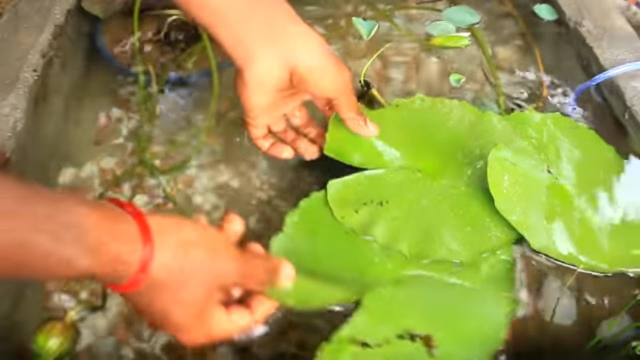 Koi Fish I lotus I Water Lily I Pond Setup - YouTube