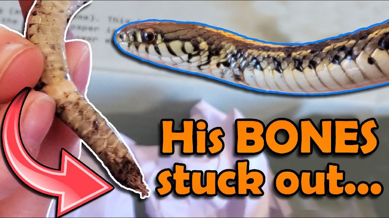 Our New Garter Snake has No Tail! - YouTube