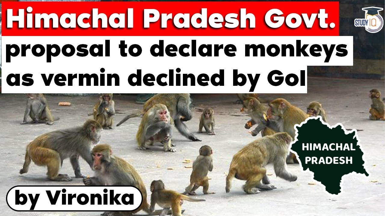 Himachal Pradesh Govt proposal to declare monkeys as vermin declined by ...