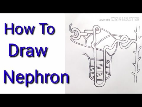 how to draw nephron | how to draw nephron diagram easily class 10 - YouTube