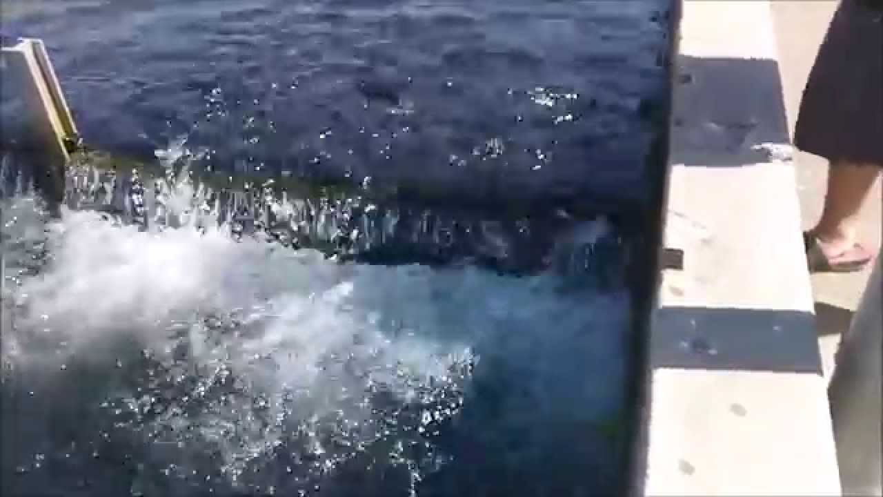 Hmong visits the San Joaquin Fish Hatchery in Friant, CA - YouTube