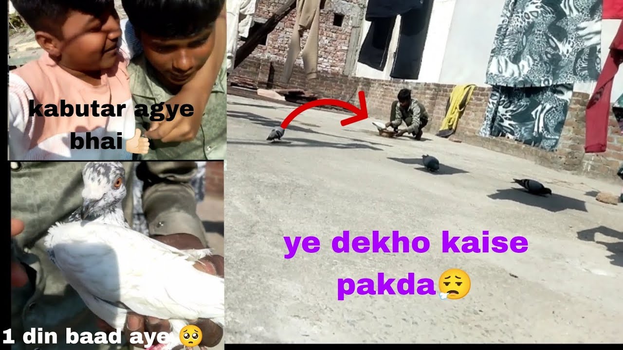 1 din bhag ke aya kabutar ️| itni khushi maja agye - YouTube