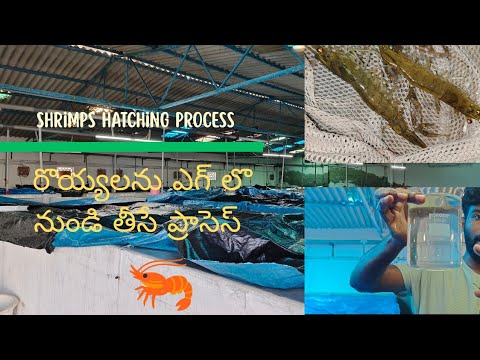 Shrimps Hatching process in Hatcheries 🦐 | Facts about shrimps Hatching ...