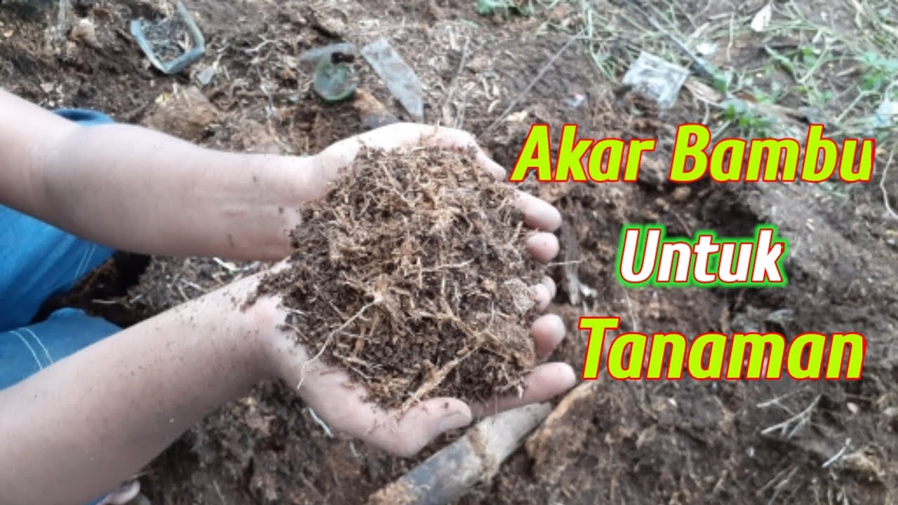 Manfaatkan Akar Bambu Yang Sudah Lapuk Sebagai Media Tanam Agar Tanaman ...