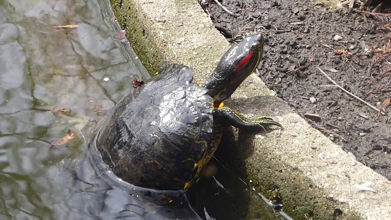 Turtle fail - YouTube