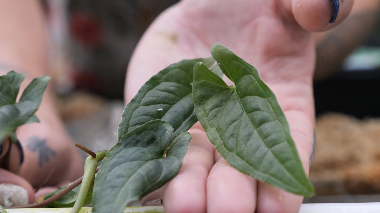 TRUE Pothos Plant & NEW Syngonium Unboxing! - YouTube
