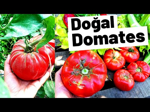DOMATES YETİŞTİRİCİLİĞİ | DOMATES FİDESİ NASIL DİKİLİR ?