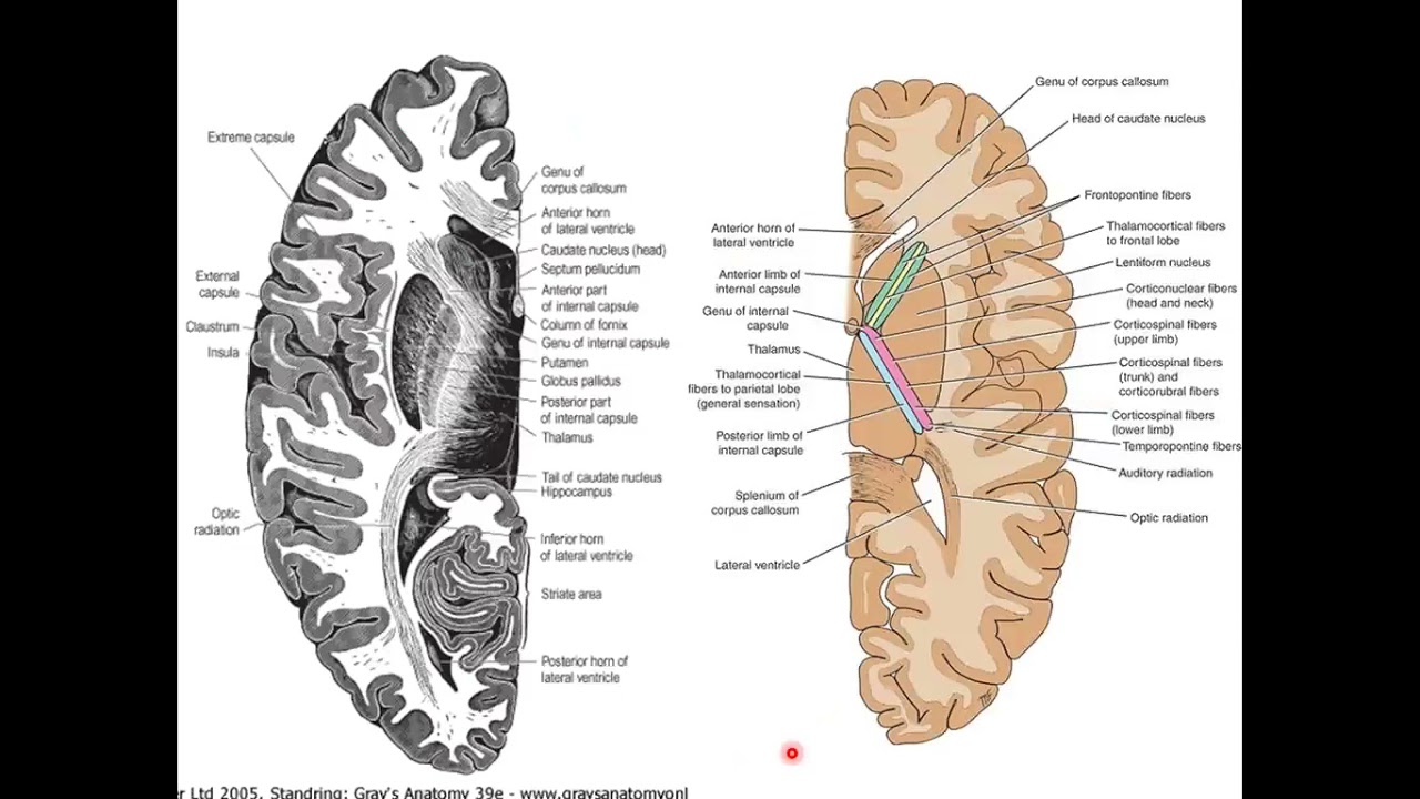 Anatomy of White matter & Internal capsule: Basic & Clinical - YouTube