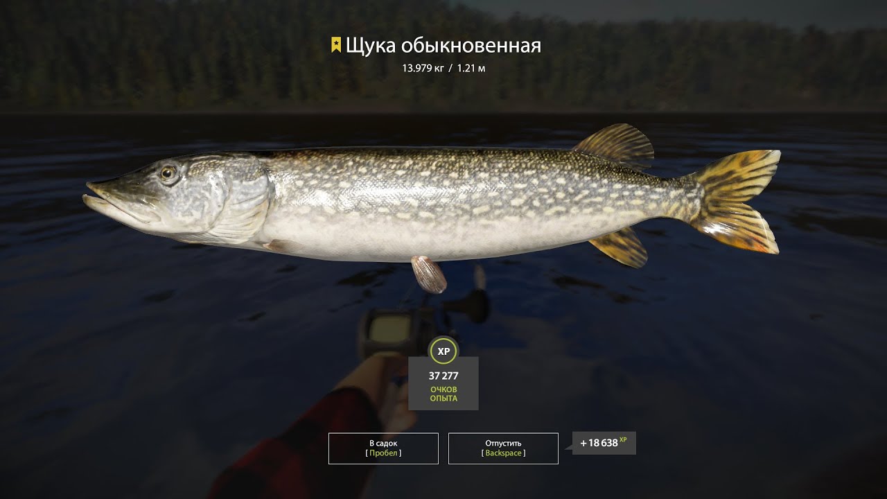 Russian Fishing 4 - Trophy pike 13kg Tunguska - YouTube