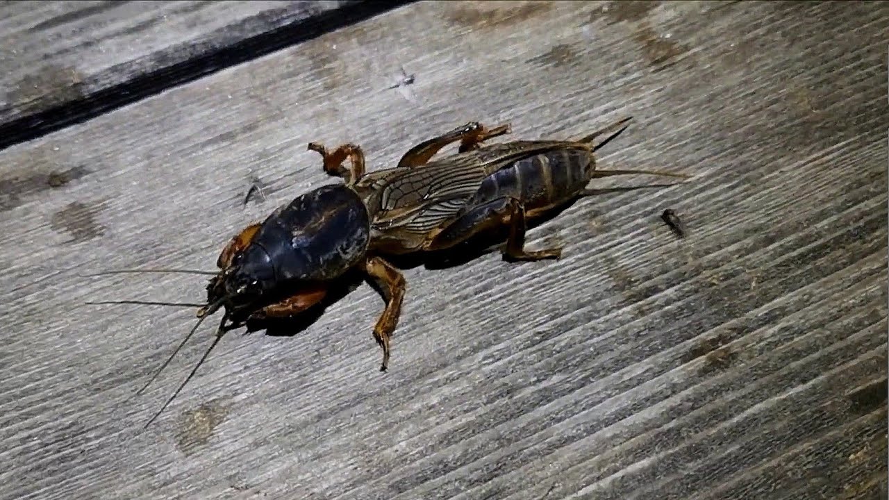 Europäische Maulwurfsgrille 🦗 (Gryllotalpidae) - YouTube
