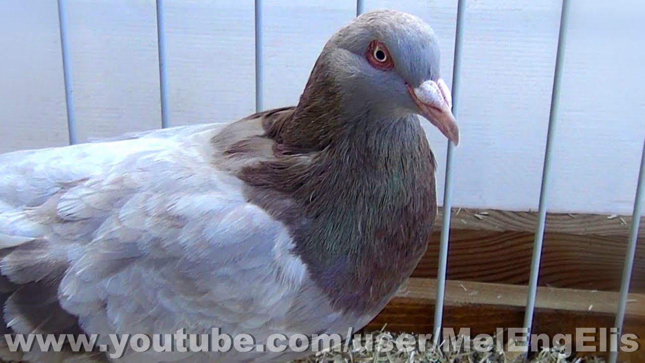 Best of Pigeons Romains - " The biggest pigeon in the world " - الحمام ...