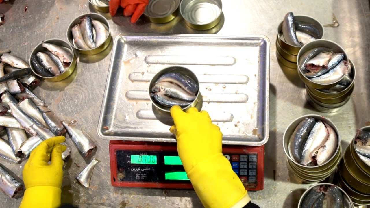 Tuna factory : See the labor-intensive process of canning tuna - YouTube