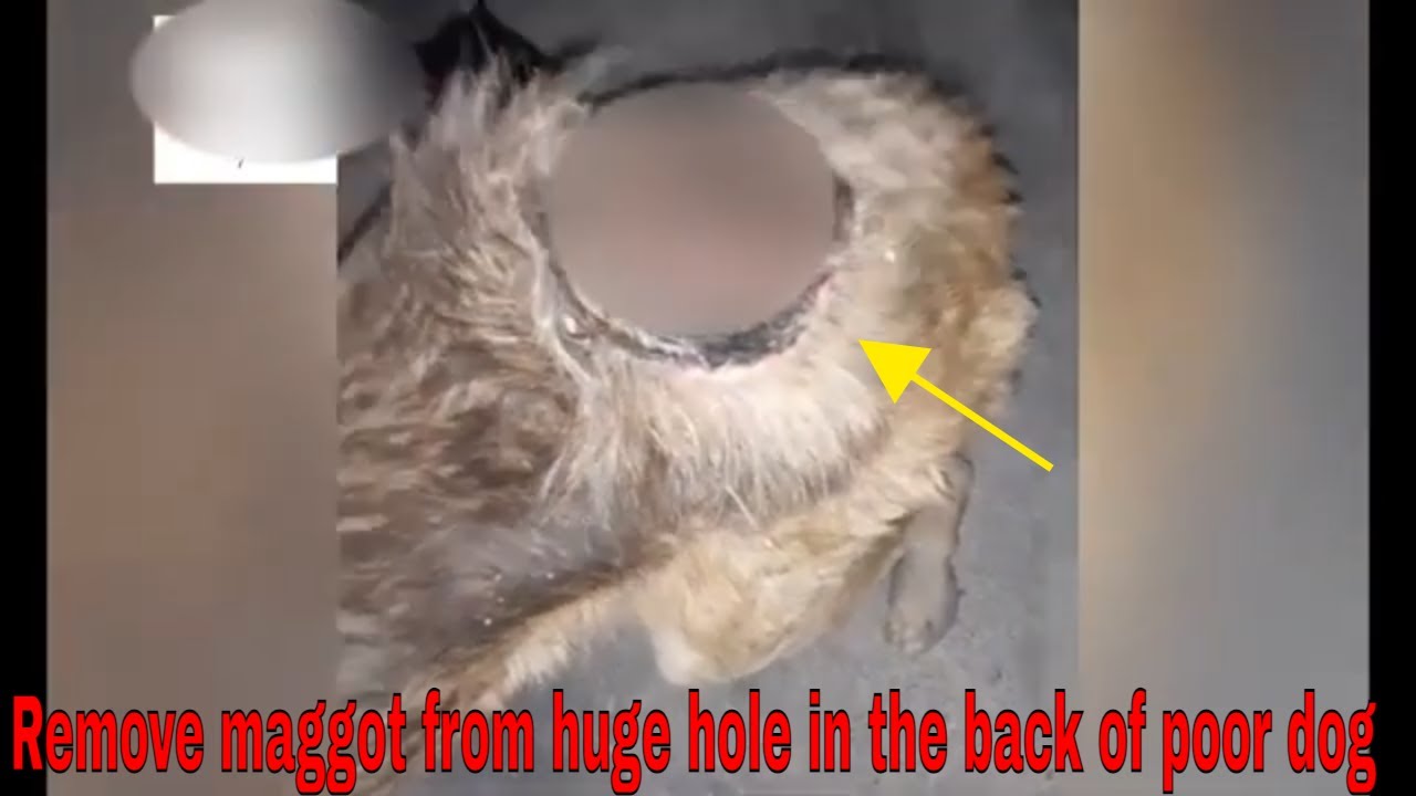 Remove maggot from huge hole in the back of poor dog and rescue him ...