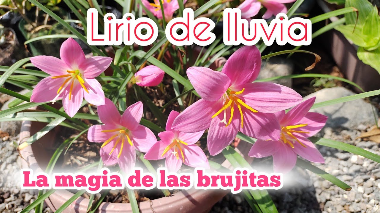 El secreto de los lirios de lluvia / Flor de mayo / brujitas / Mayito ...