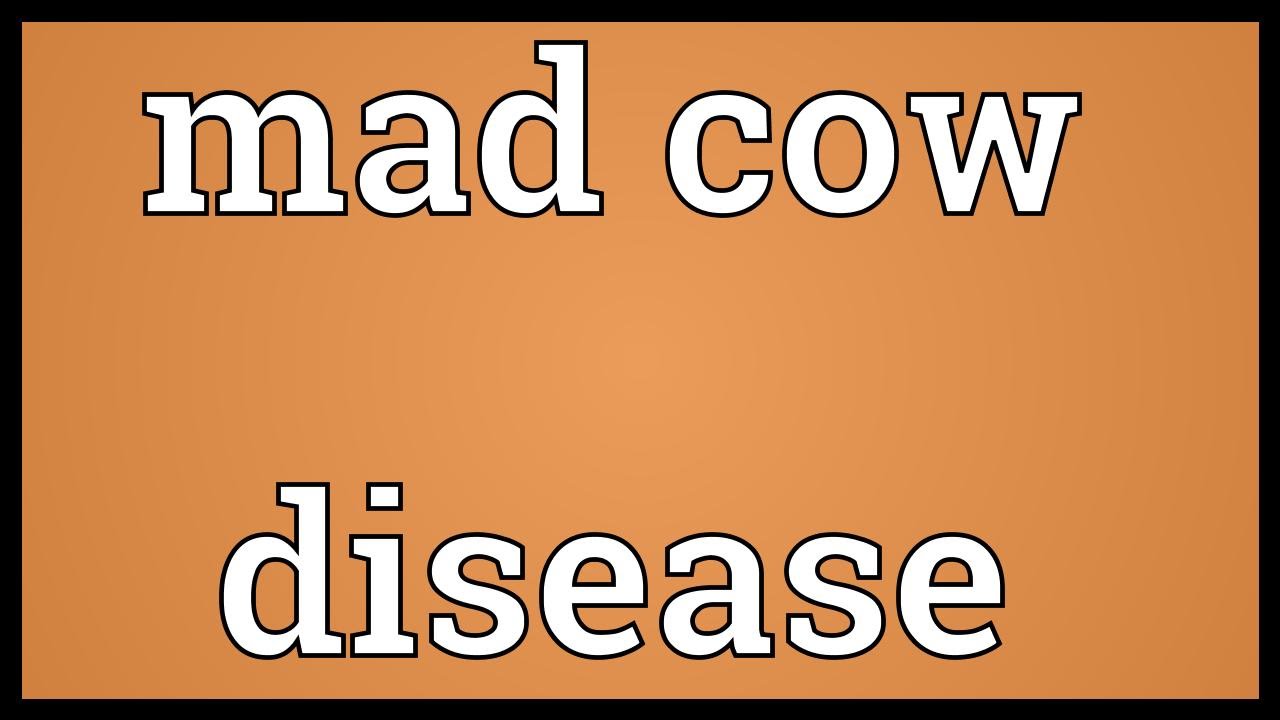 Mad Cow Disease Meaning YouTube mad-cow-disease-meaning-youtube