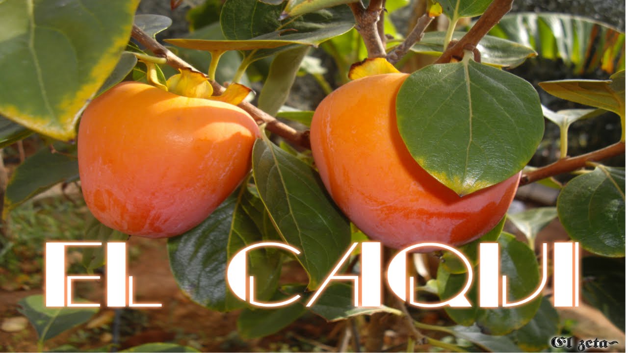 Tipos De Arboles Percimonos