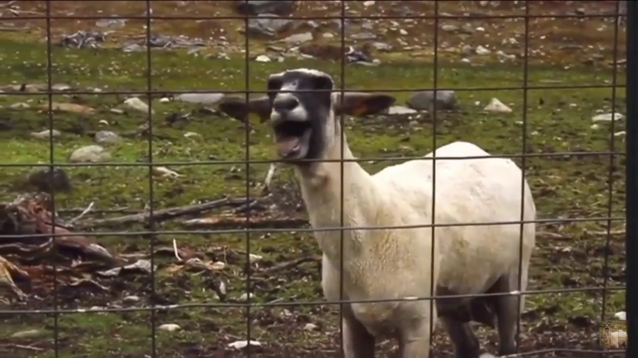Screaming sheep videovine - YouTube