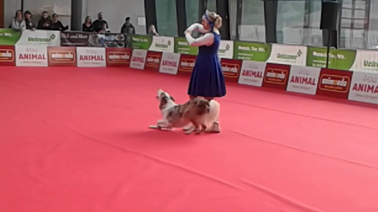 Dogdance German Open&Nations Cup 12- 13. 11.2016 in Stuttgart - YouTube