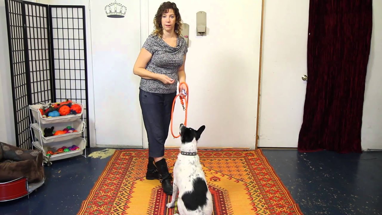 How to Teach Your Dog to Sit - Dog Training - YouTube