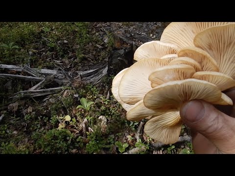 King Boletes and Oyster Mushrooms