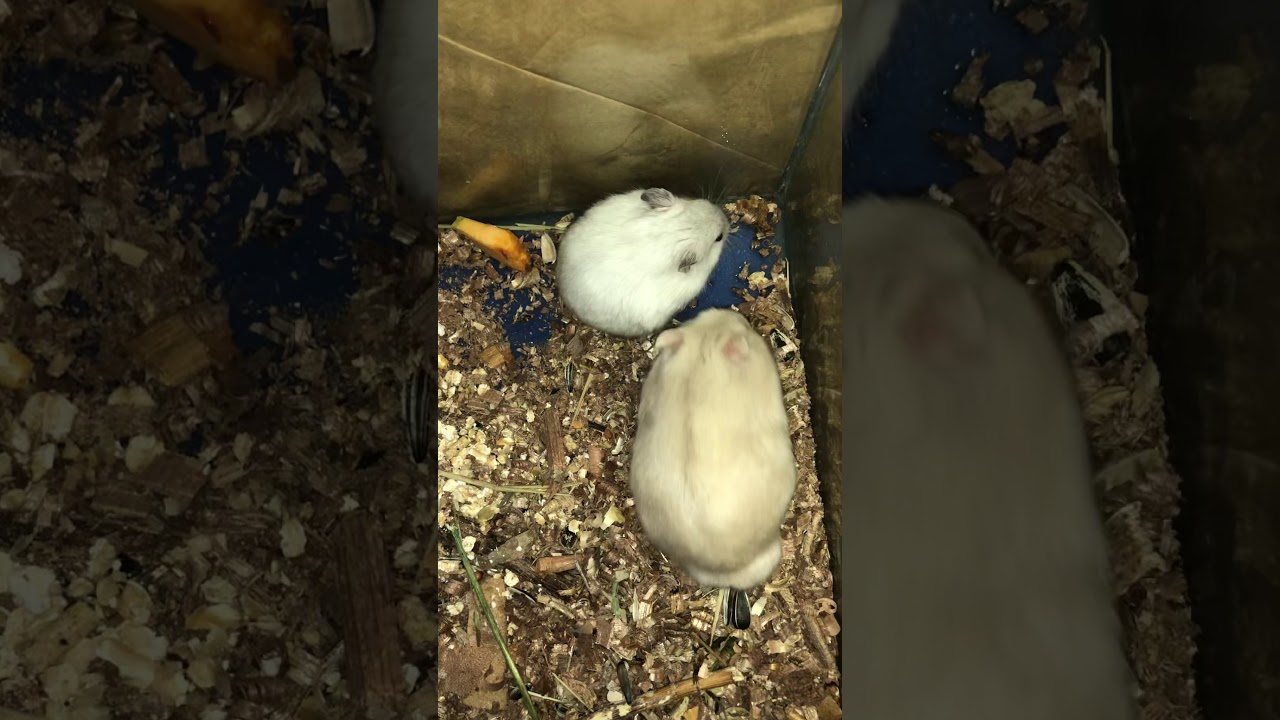 Hamster eating mango - YouTube